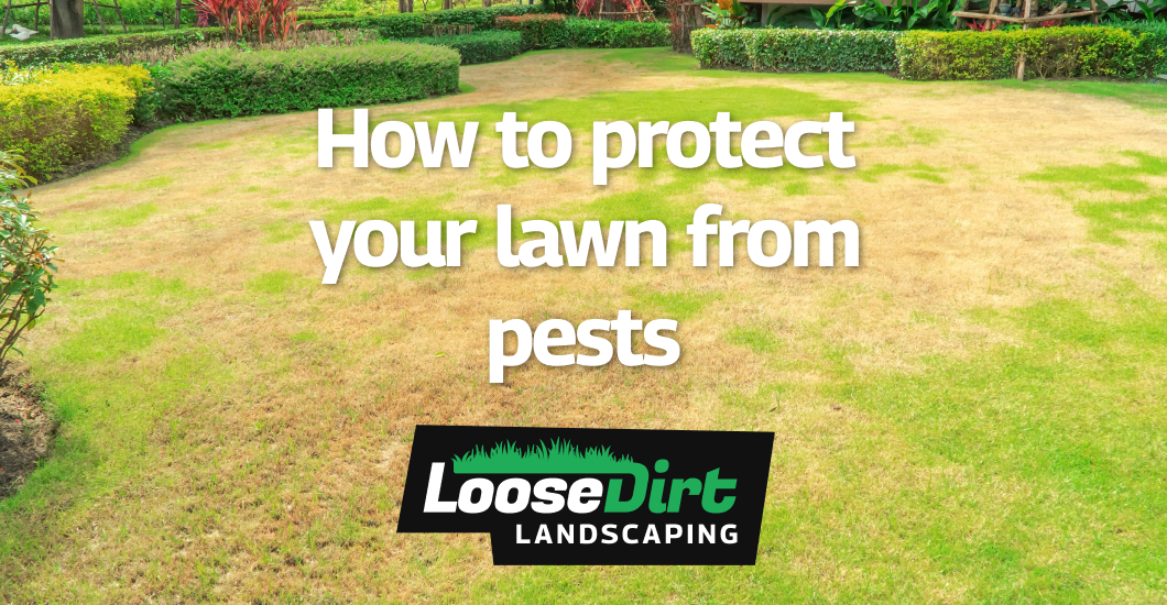 Common Lawn Pests: Prevention and Treatment Guide - Loose Dirt